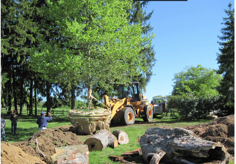 How You Can Successfully Preserve Large Trees