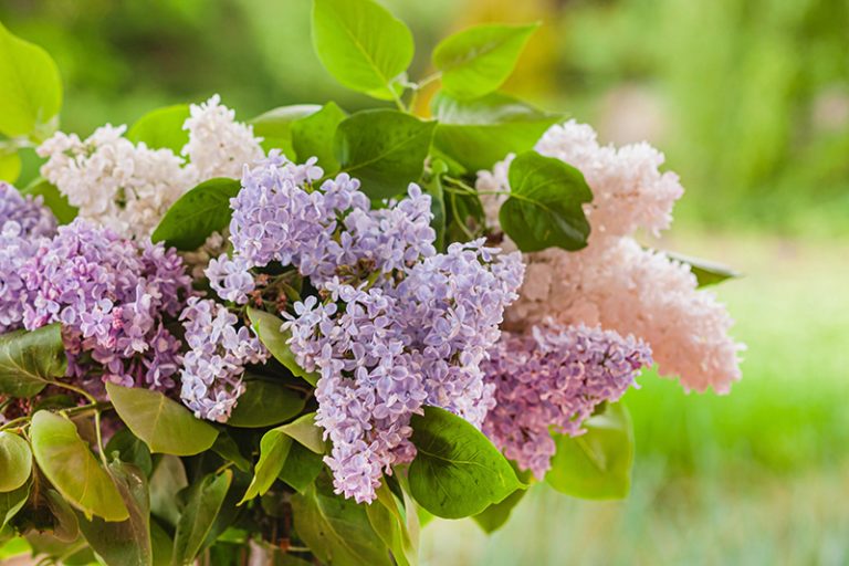 5 Spring Flowers to Enhance Your Garden