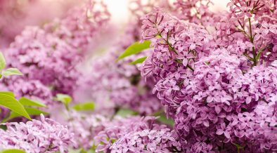 5 Spring Flowers to Enhance Your Garden