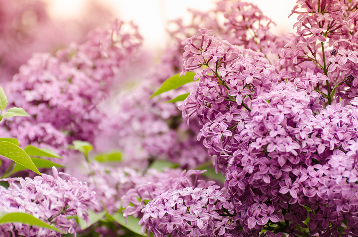 5 Spring Flowers to Enhance Your Garden